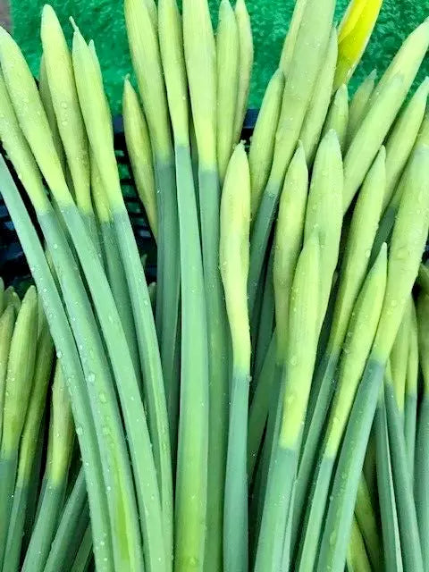 Fresh Daffodils - 10 Bunches of 10 Stems (100 Stems in total) – Titleys ...