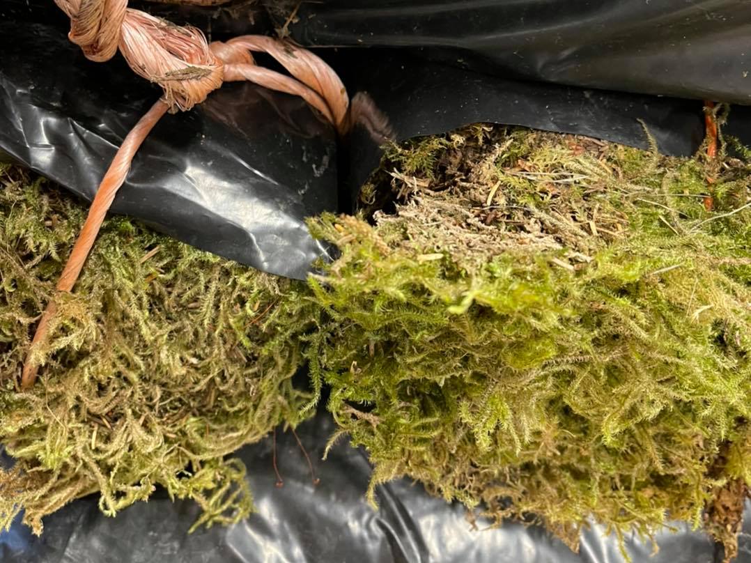 Bag of Fresh Moss - Click and Collect Only – Titleys Flowers / Direct ...